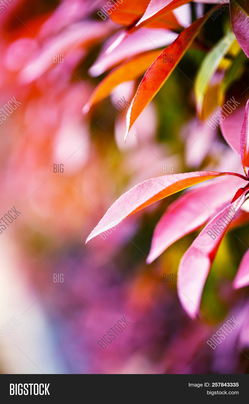 Beautiful Red Photinia Image & Photo (Free Trial) | Bigstock