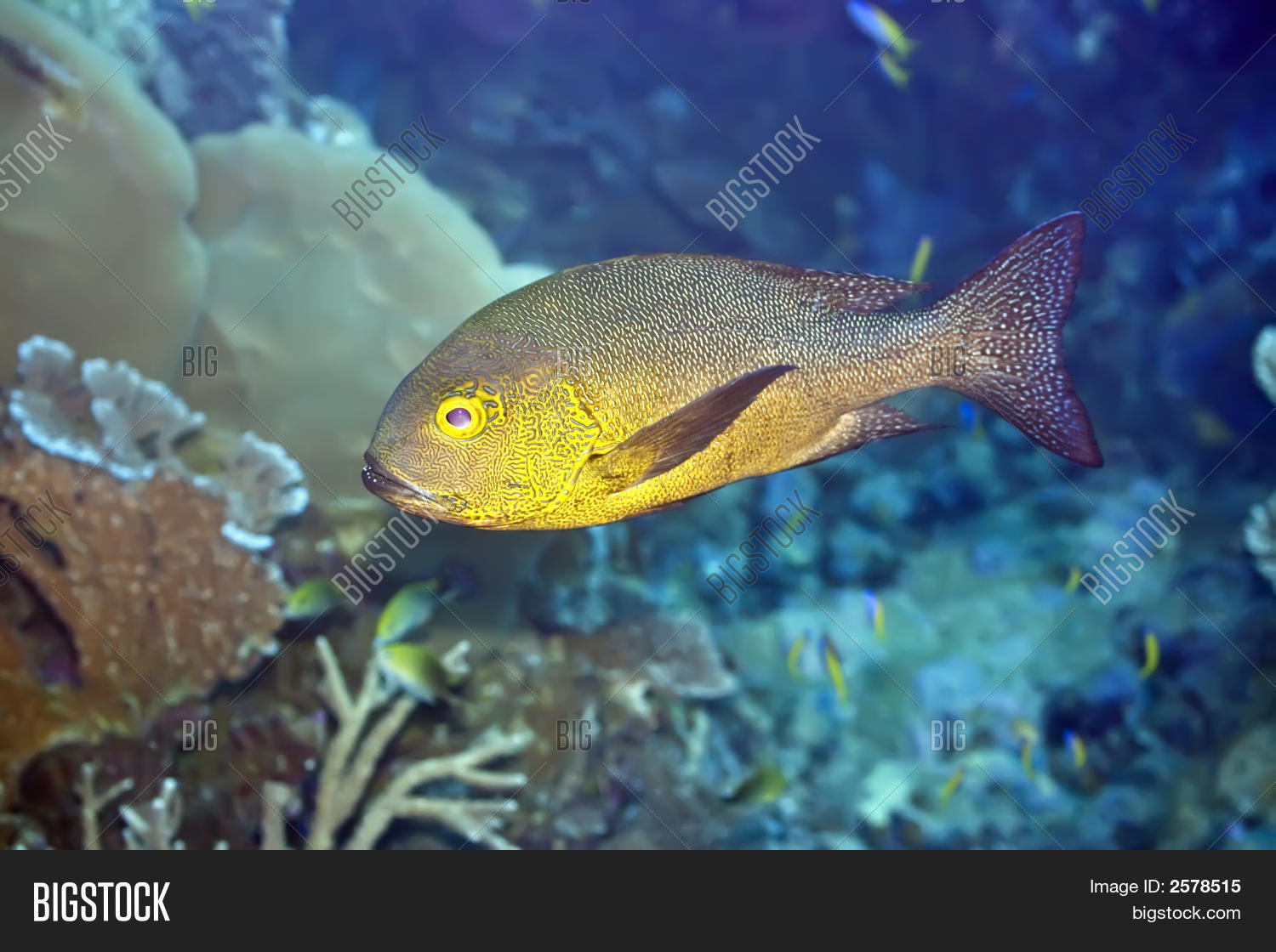 Tropical Fish Snapper Image & Photo (Free Trial) | Bigstock