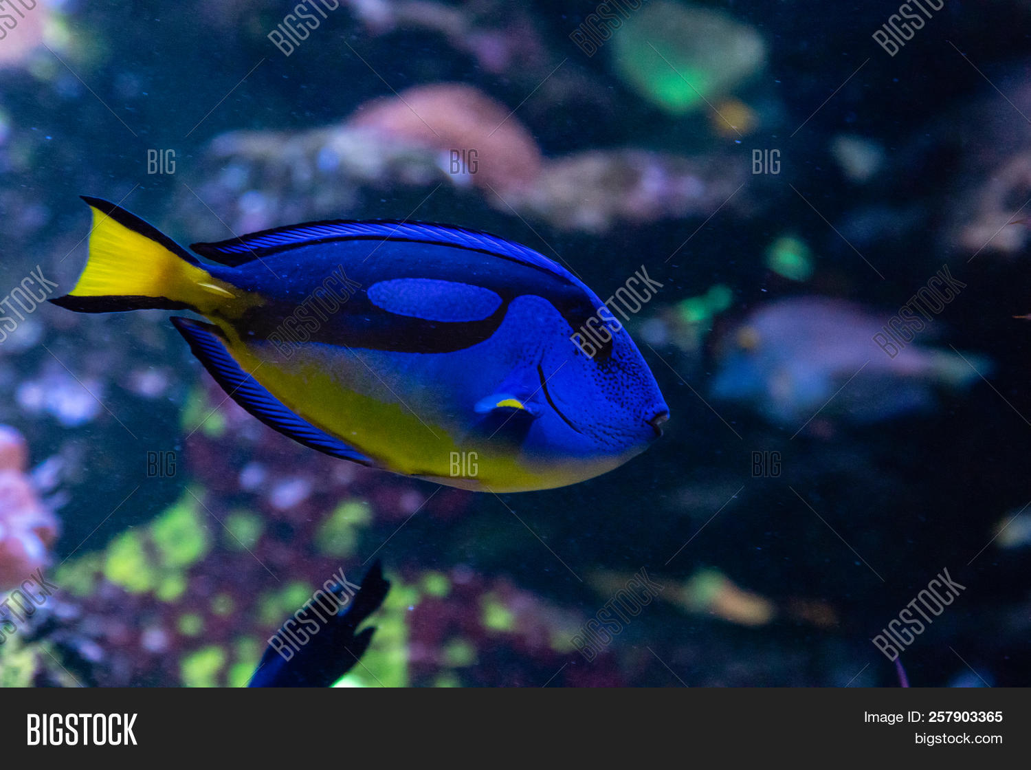 Beautiful Fish Regal Image & Photo (Free Trial) | Bigstock