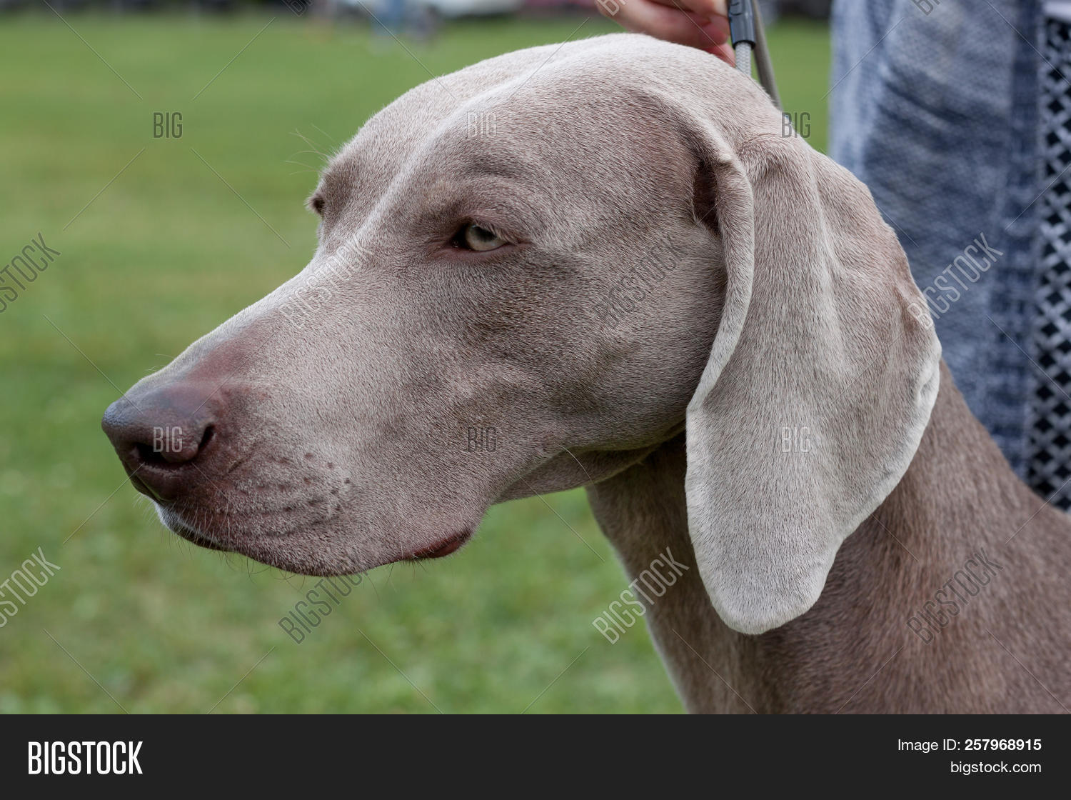 Cute Gray Weimaraner Image & Photo (Free Trial) | Bigstock