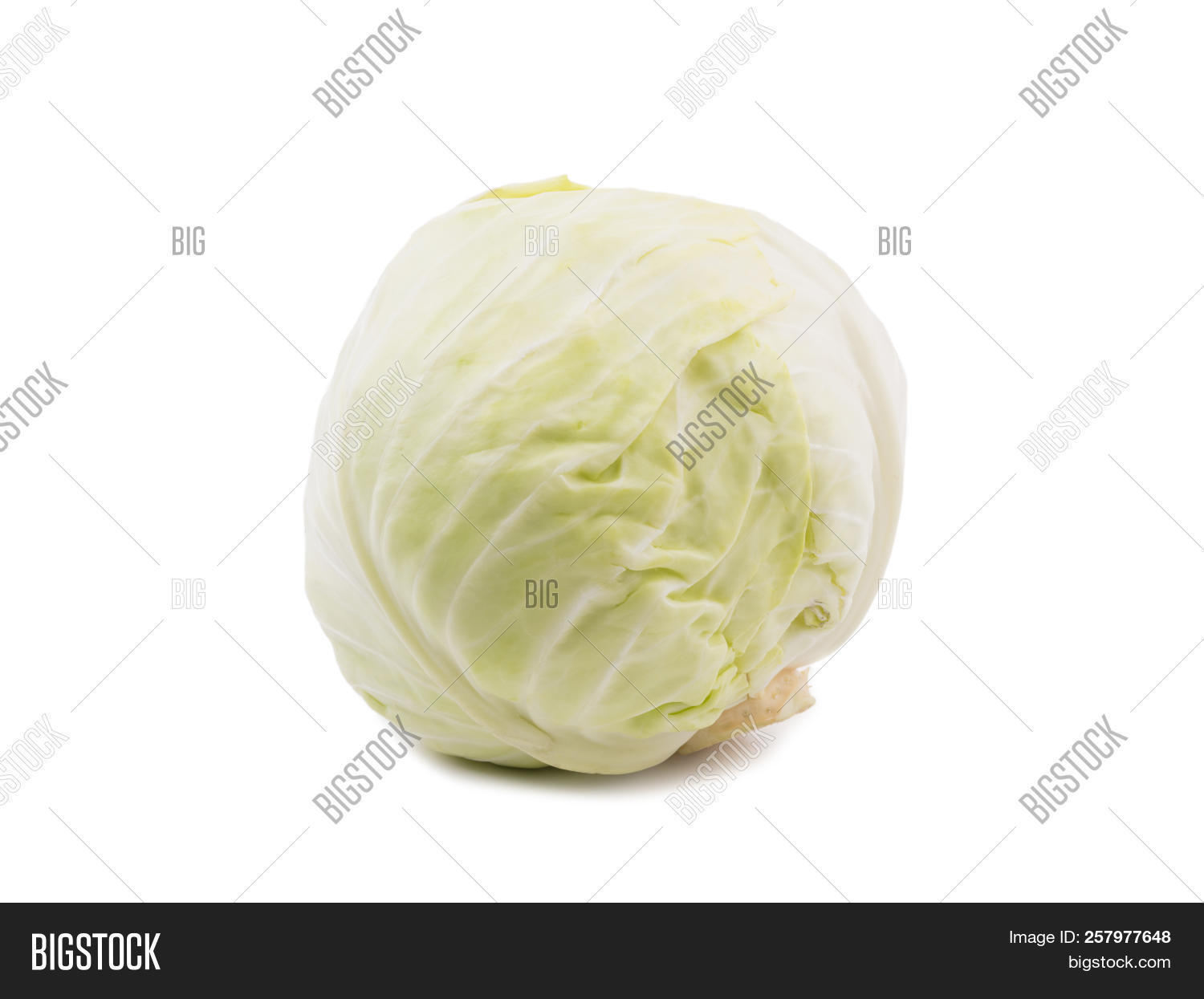 White Cabbage Isolated Image & Photo (Free Trial) | Bigstock