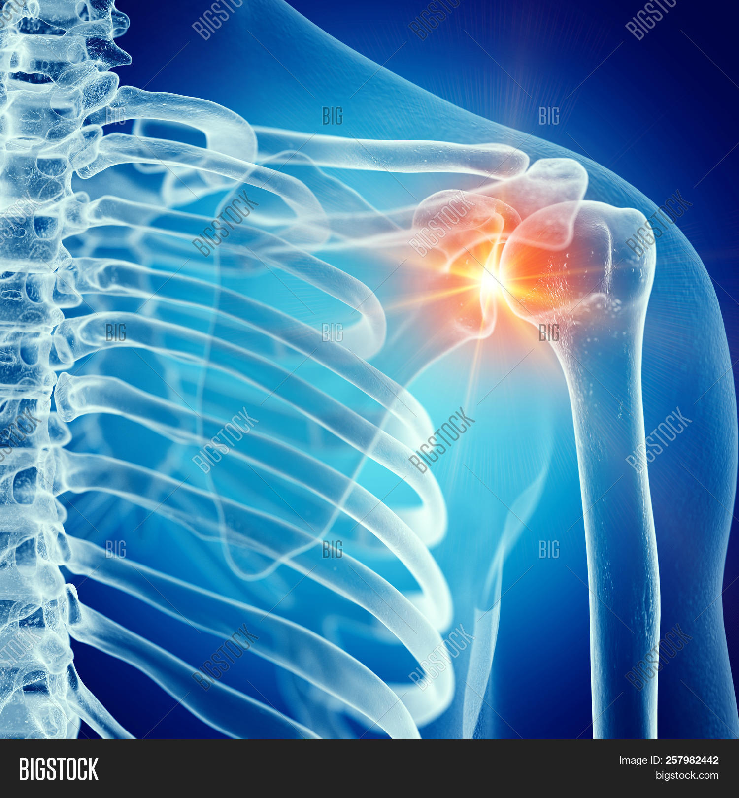 3d Rendered Medically Image & Photo (Free Trial) | Bigstock