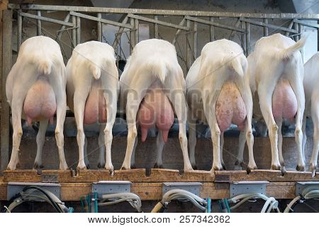 Rear View White Goats Image & Photo (Free Trial) | Bigstock