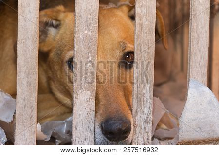 Dog Victim Animal Image & Photo (Free Trial) | Bigstock