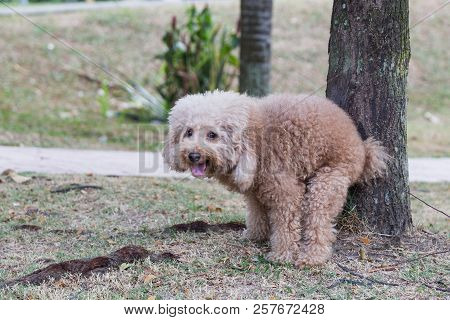 Poodle Dog Pooping Image & Photo (Free Trial) | Bigstock