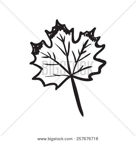 Hand Drawn Maple Leaf Vector & Photo (Free Trial) | Bigstock