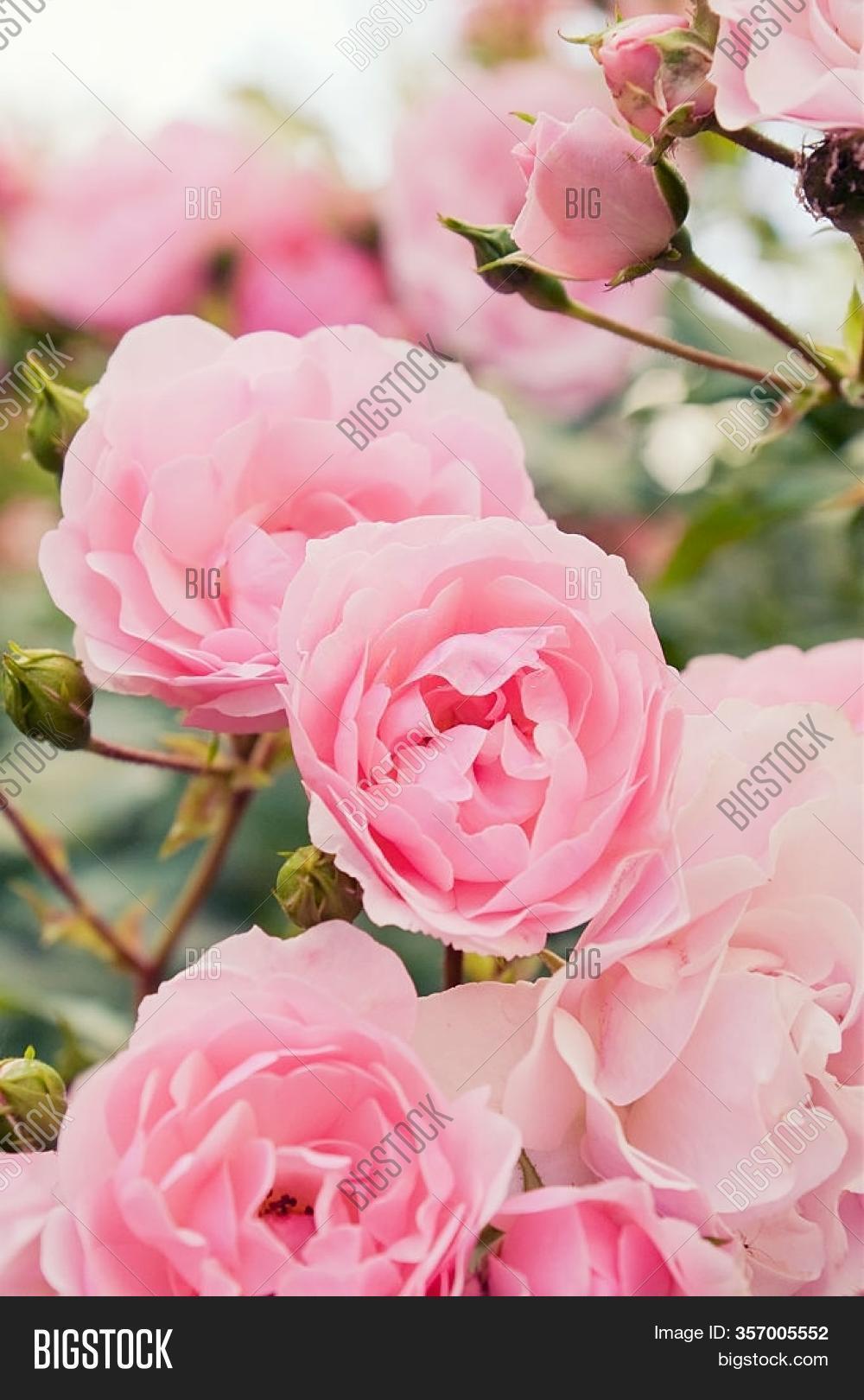 Close Rose Flower. Image & Photo (Free Trial) | Bigstock