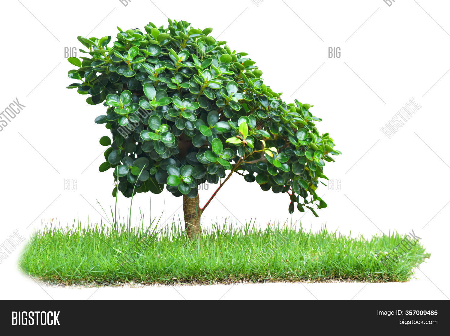 Green Tree On Grass Image & Photo (Free Trial) | Bigstock