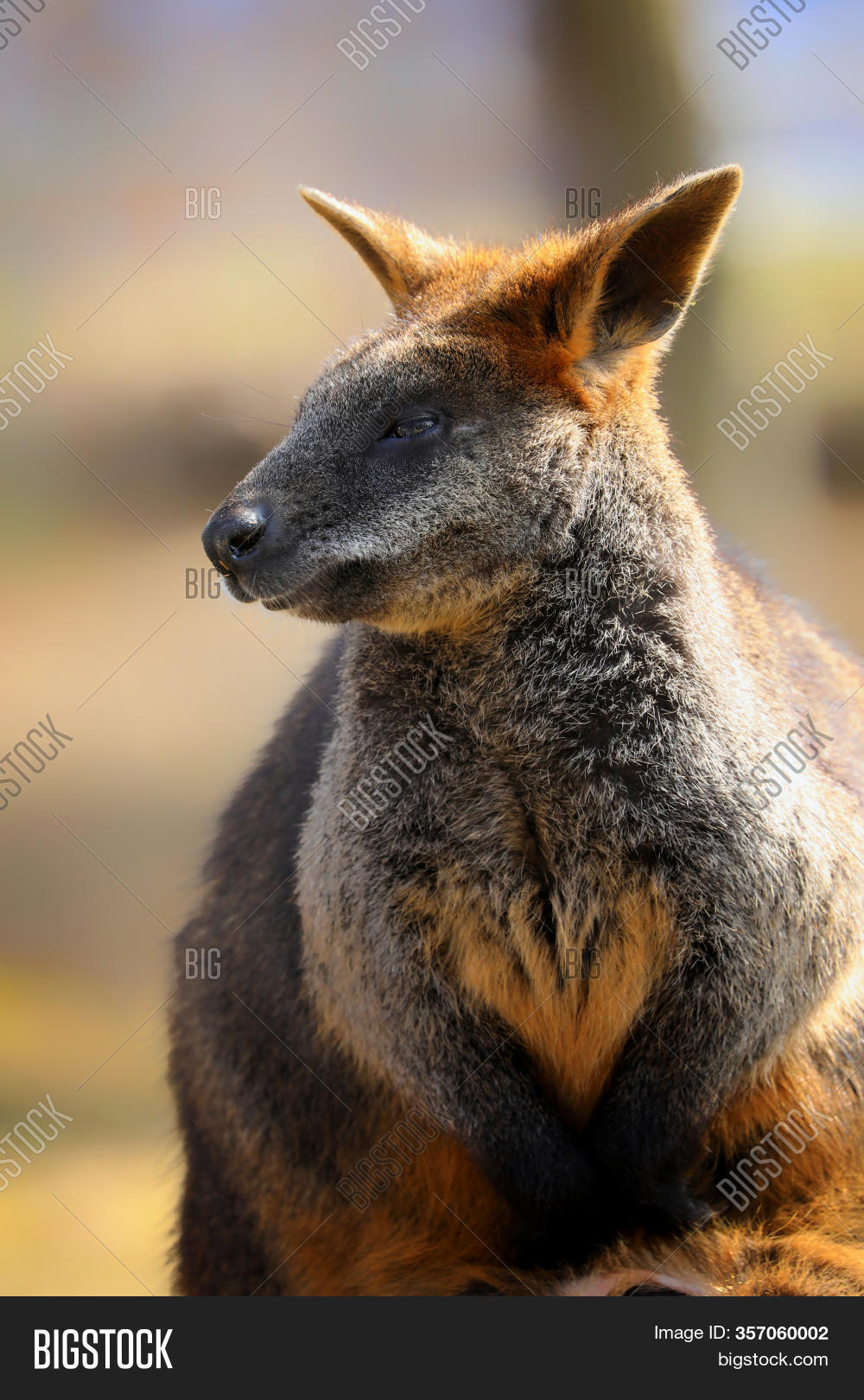 Portrait Swamp Wallaby Image & Photo (Free Trial) | Bigstock