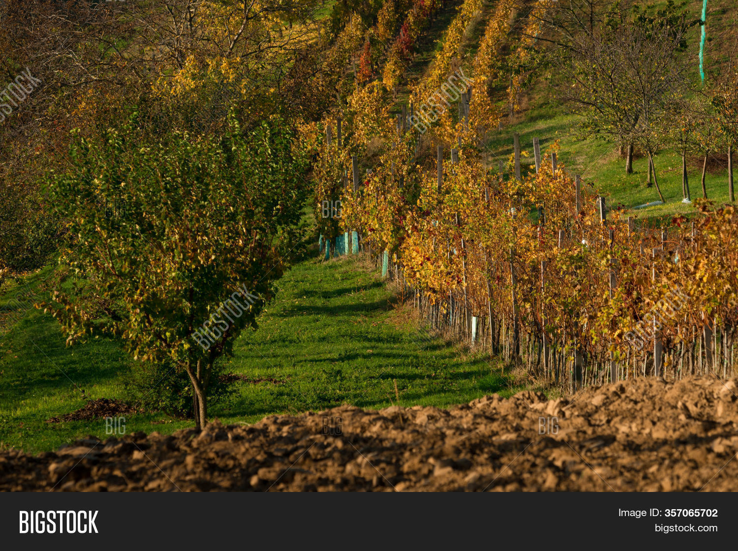 Cultivated Fields Image & Photo (Free Trial) | Bigstock