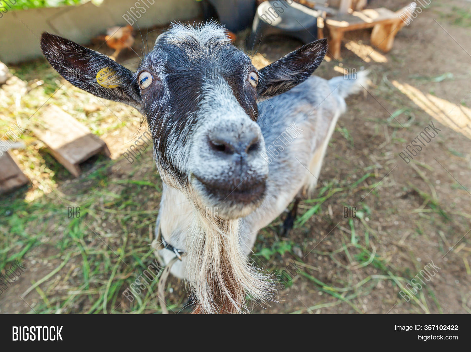 Cute Goat Relaxing Image & Photo (Free Trial) | Bigstock