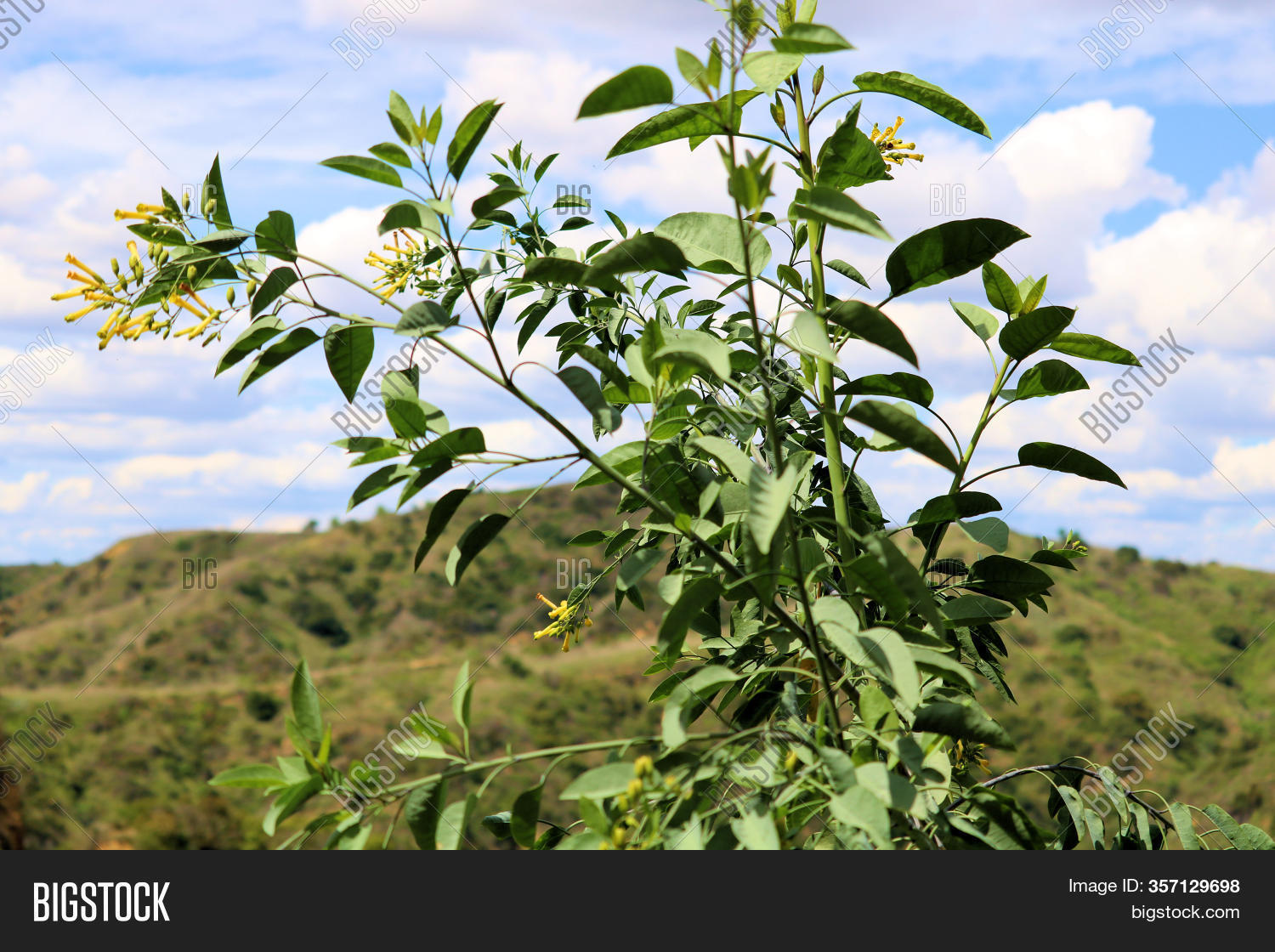 Chaparral Plants Image & Photo (Free Trial) | Bigstock