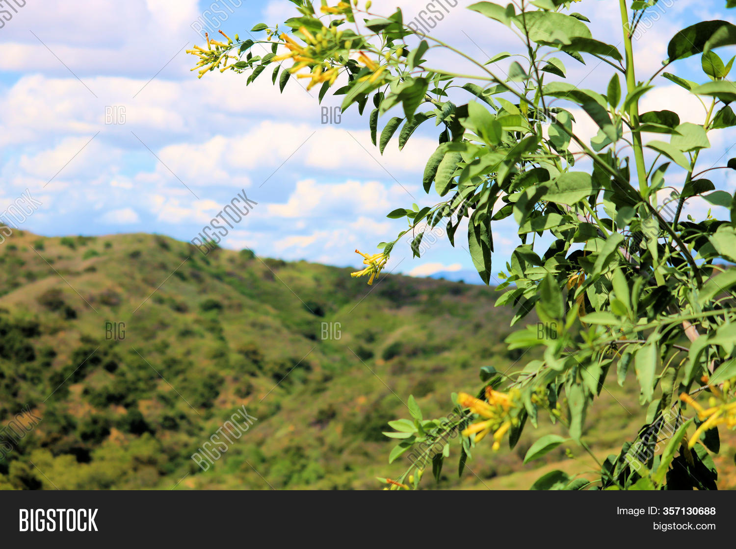 Lush Chaparral Plants Image & Photo (Free Trial) | Bigstock