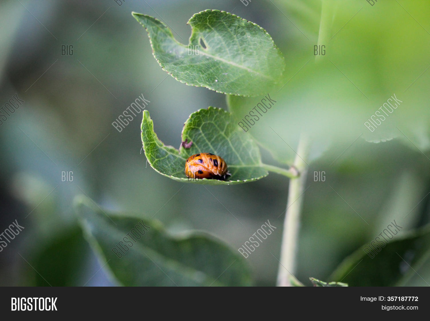 Close- Ladybug Image & Photo (Free Trial) | Bigstock