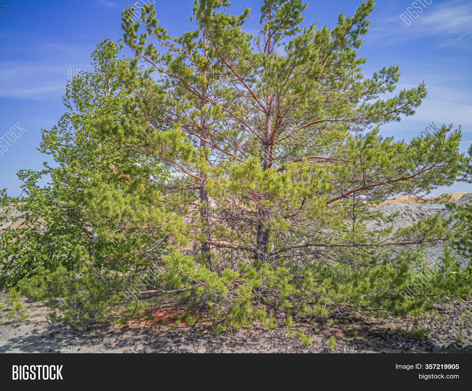 Big Conifer Tree Grows Image & Photo (Free Trial) | Bigstock