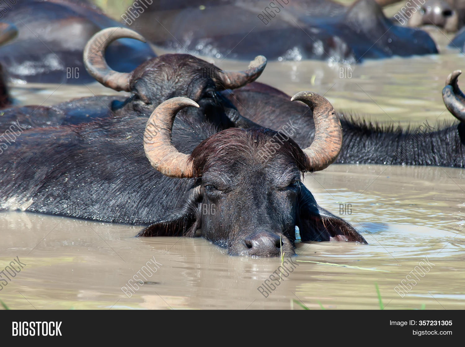 Family Buffaloes Image & Photo (Free Trial) | Bigstock