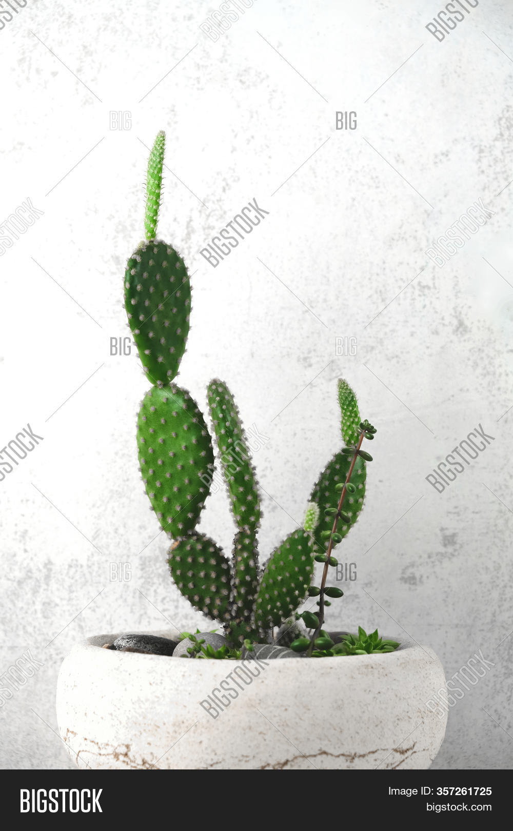 Bright Prickly Cactus Image & Photo (Free Trial) | Bigstock