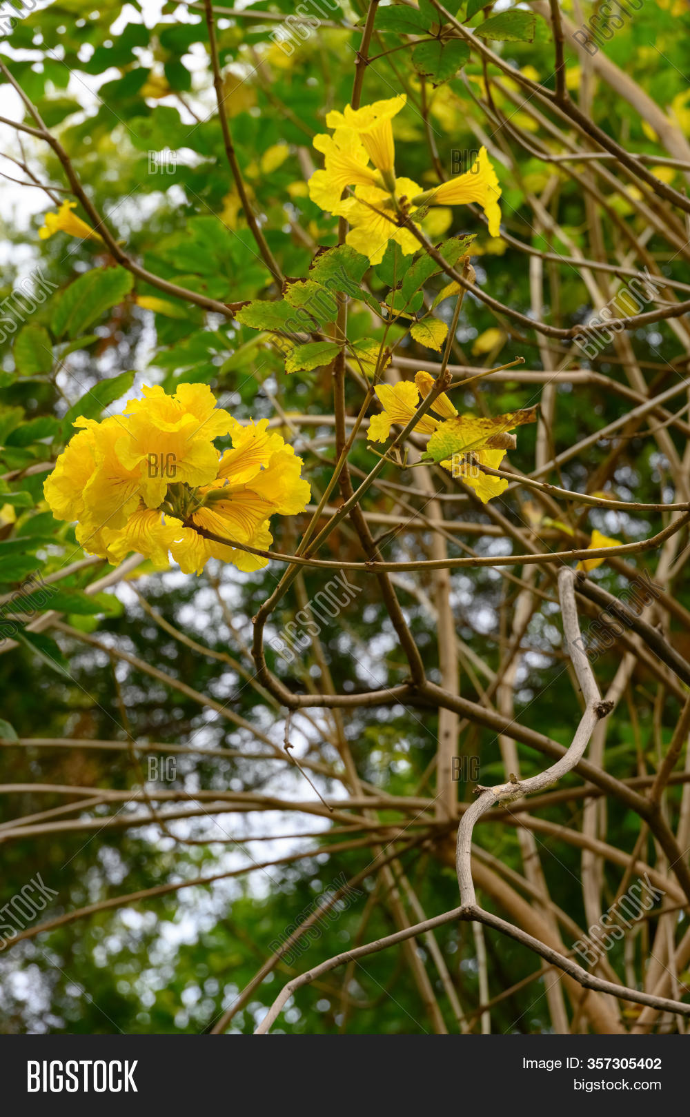Blooming Guayacan Image & Photo (Free Trial) | Bigstock