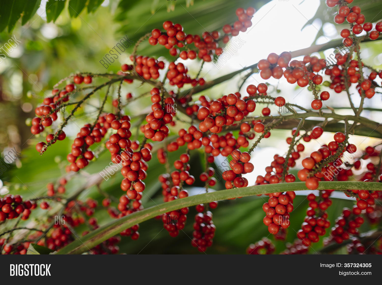 Pyracantha Tree Image & Photo (Free Trial) | Bigstock