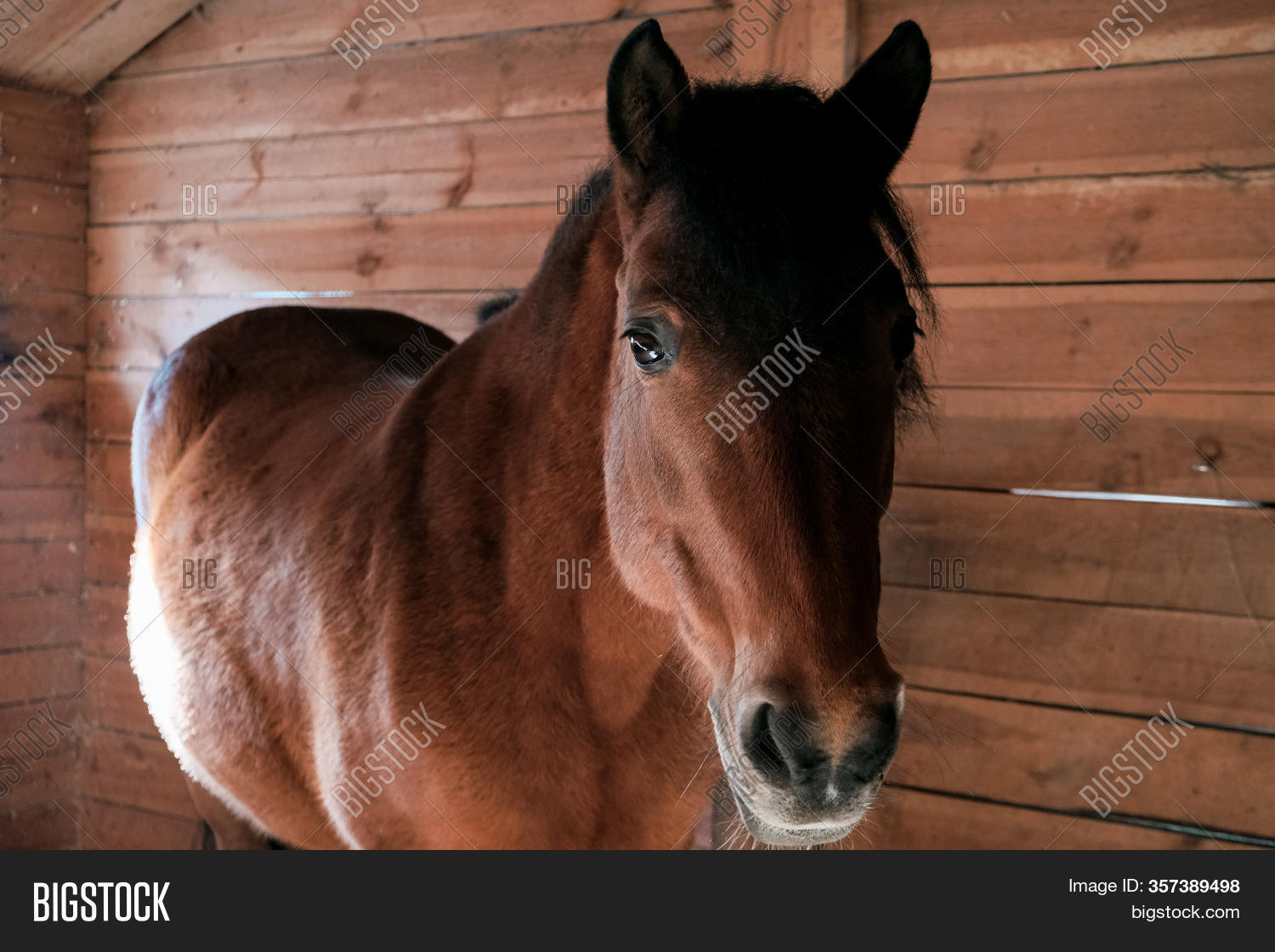 Brown Horse Stable. Image & Photo (Free Trial) | Bigstock