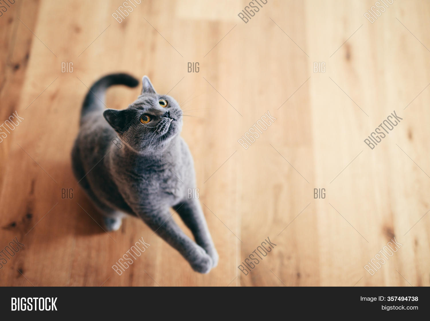 Cute British Cat Image & Photo (Free Trial) | Bigstock