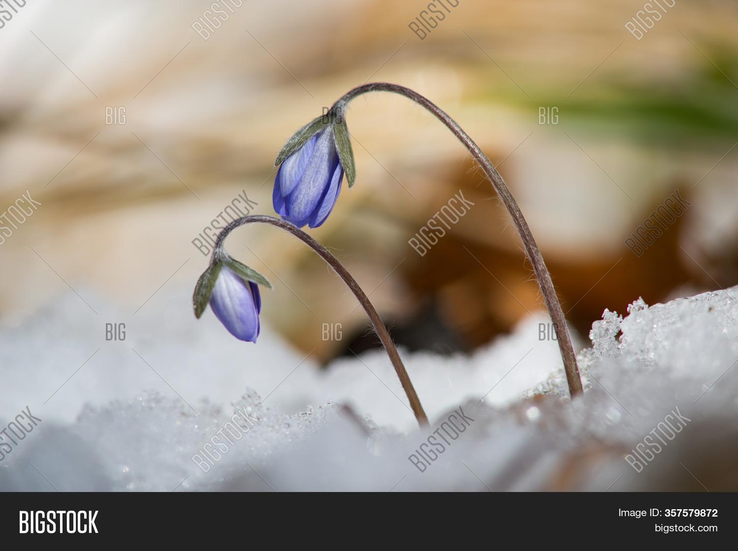 Blue-purple Spring Image & Photo (Free Trial) | Bigstock