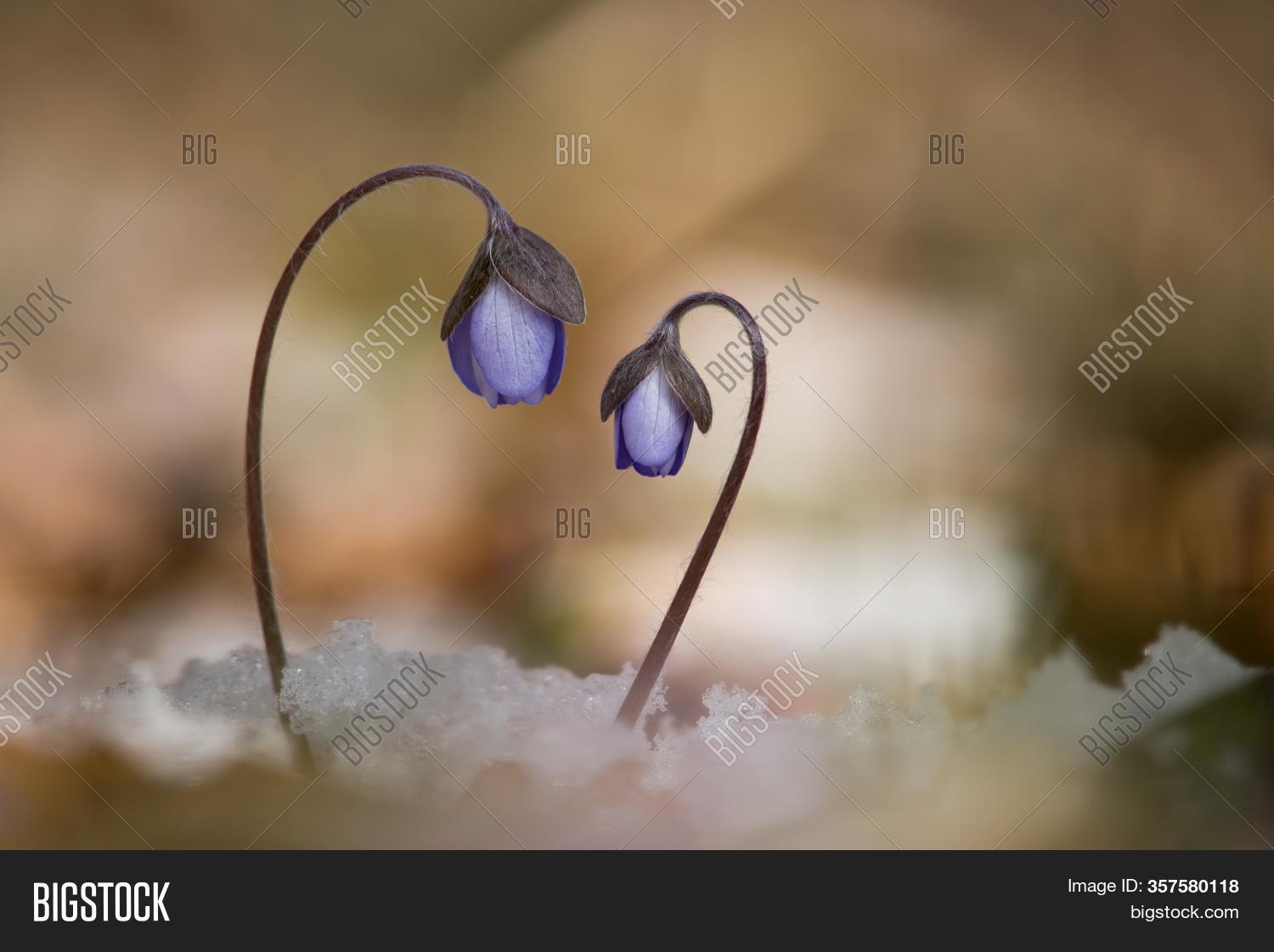 Blue-purple Spring Image & Photo (Free Trial) | Bigstock