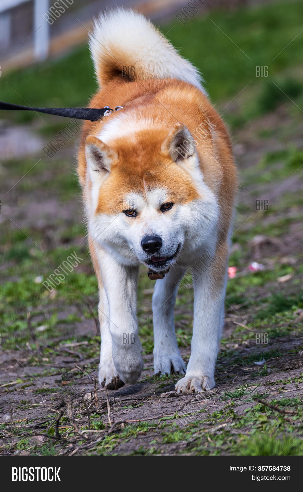 Cute Red-white Dog Image & Photo (Free Trial) | Bigstock