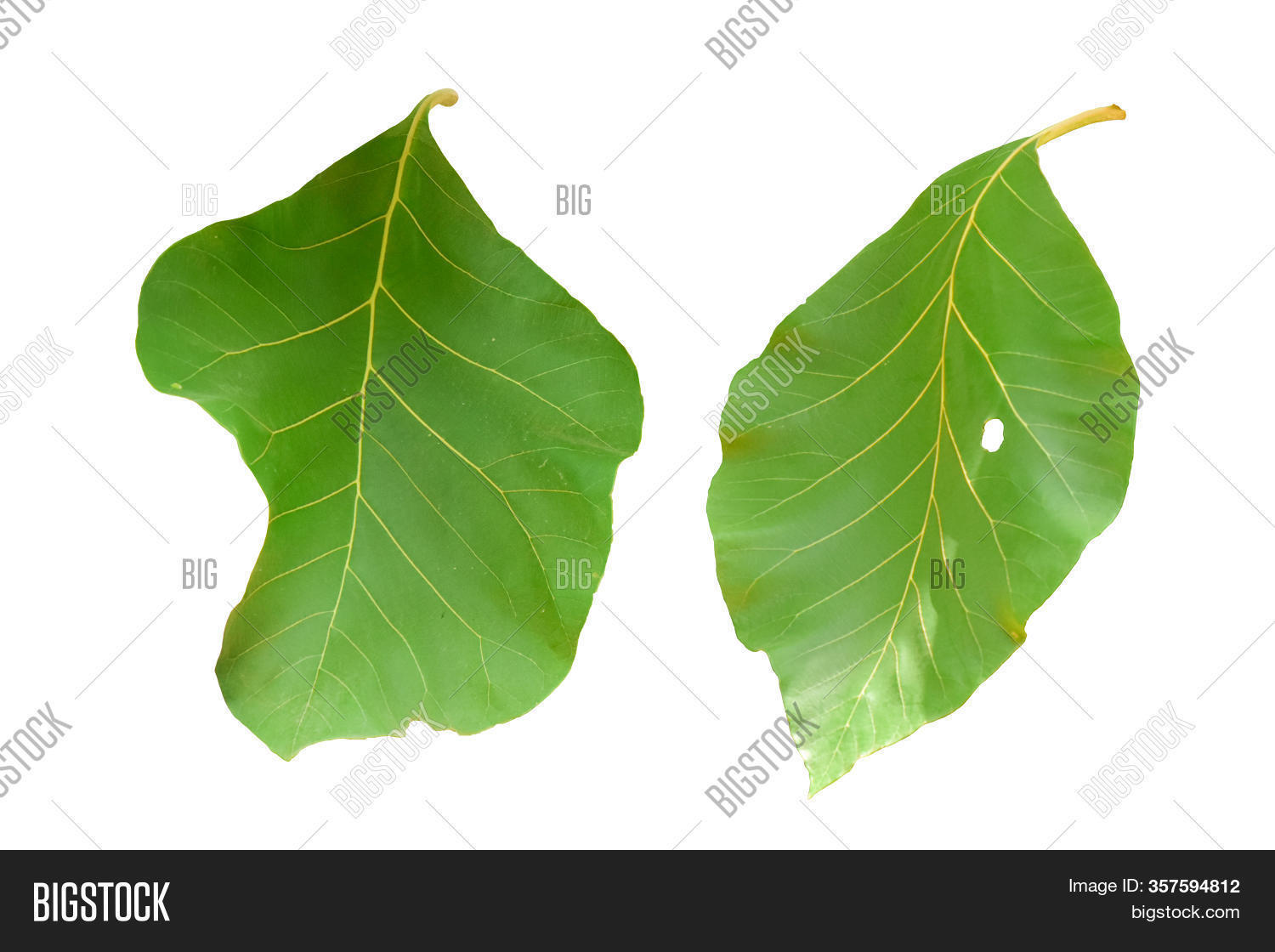 Green Teak Leaf Image & Photo (Free Trial) | Bigstock