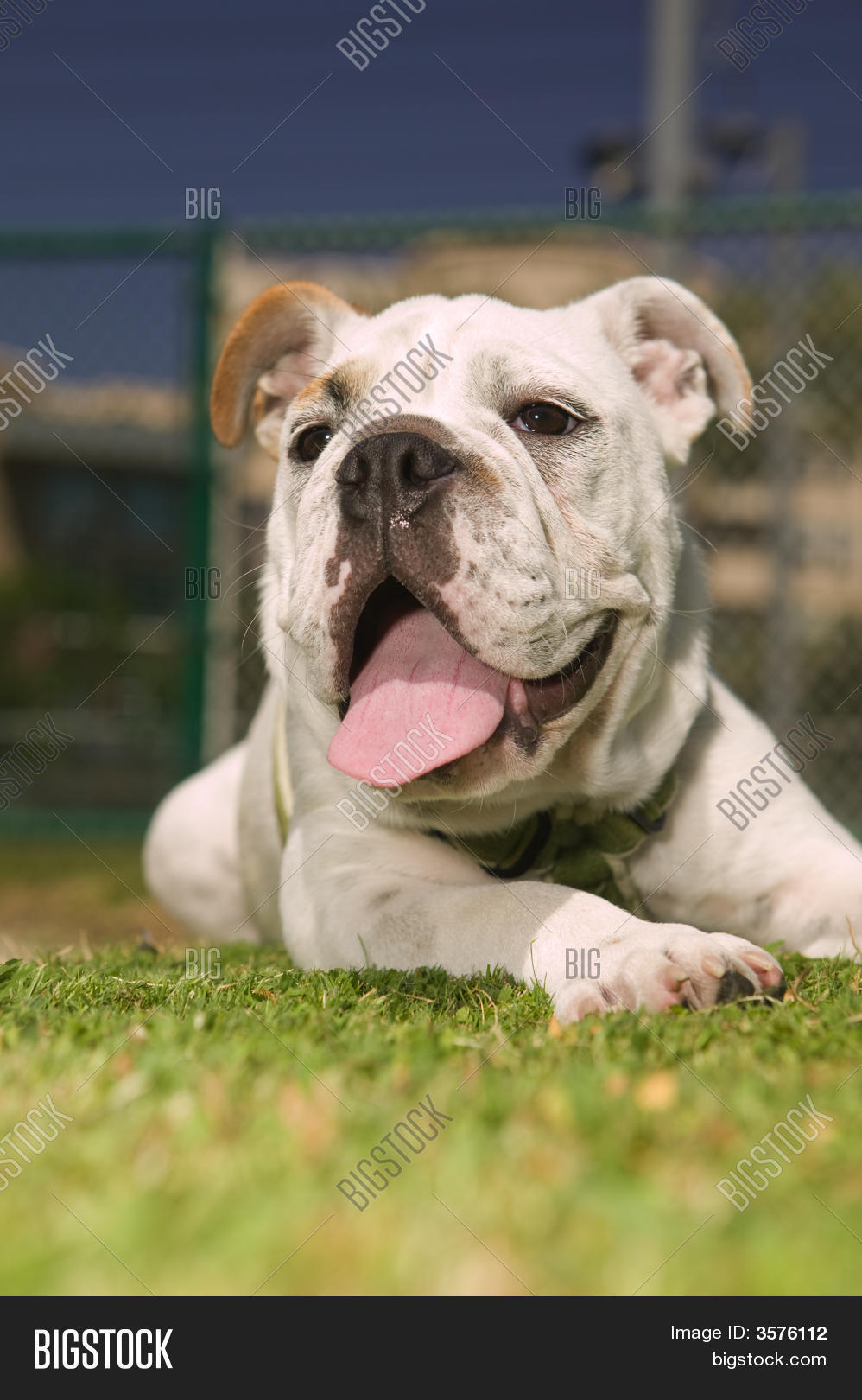 Happy Bulldog Image & Photo (Free Trial) | Bigstock