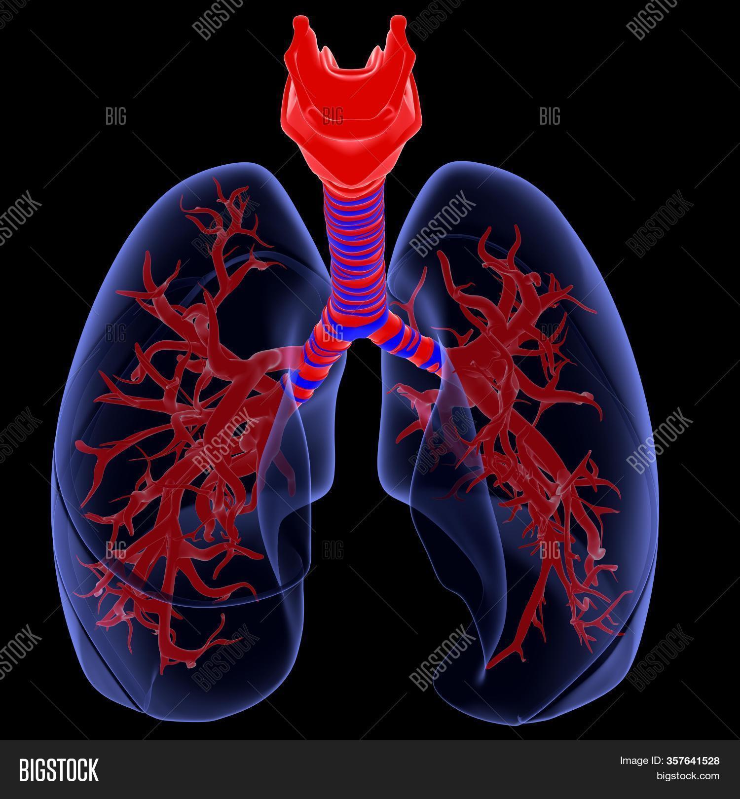 Humans Have Two Lungs Image & Photo (Free Trial) | Bigstock