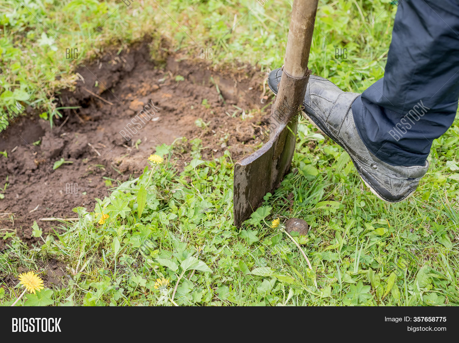 Gardener Digging Image & Photo (Free Trial) | Bigstock