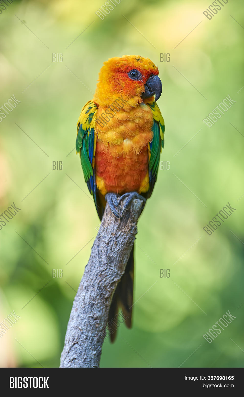 Sun Parakeet Beautiful Image & Photo (Free Trial) | Bigstock