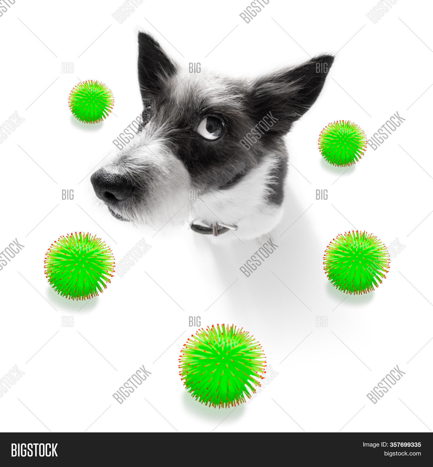 Sick Ill Poodle Dog Image & Photo (Free Trial) | Bigstock