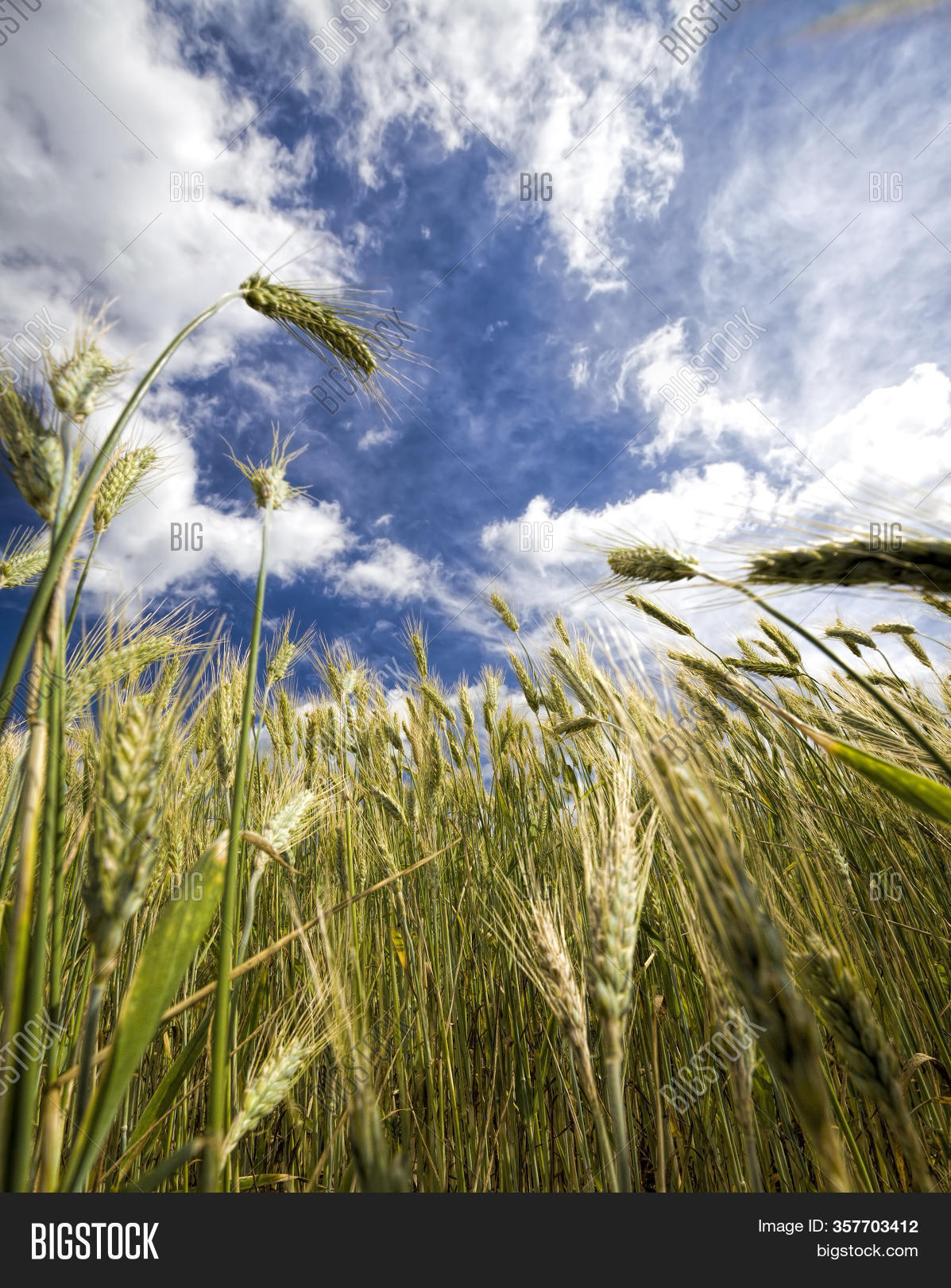 Real Organic Green Rye Image & Photo (Free Trial) | Bigstock