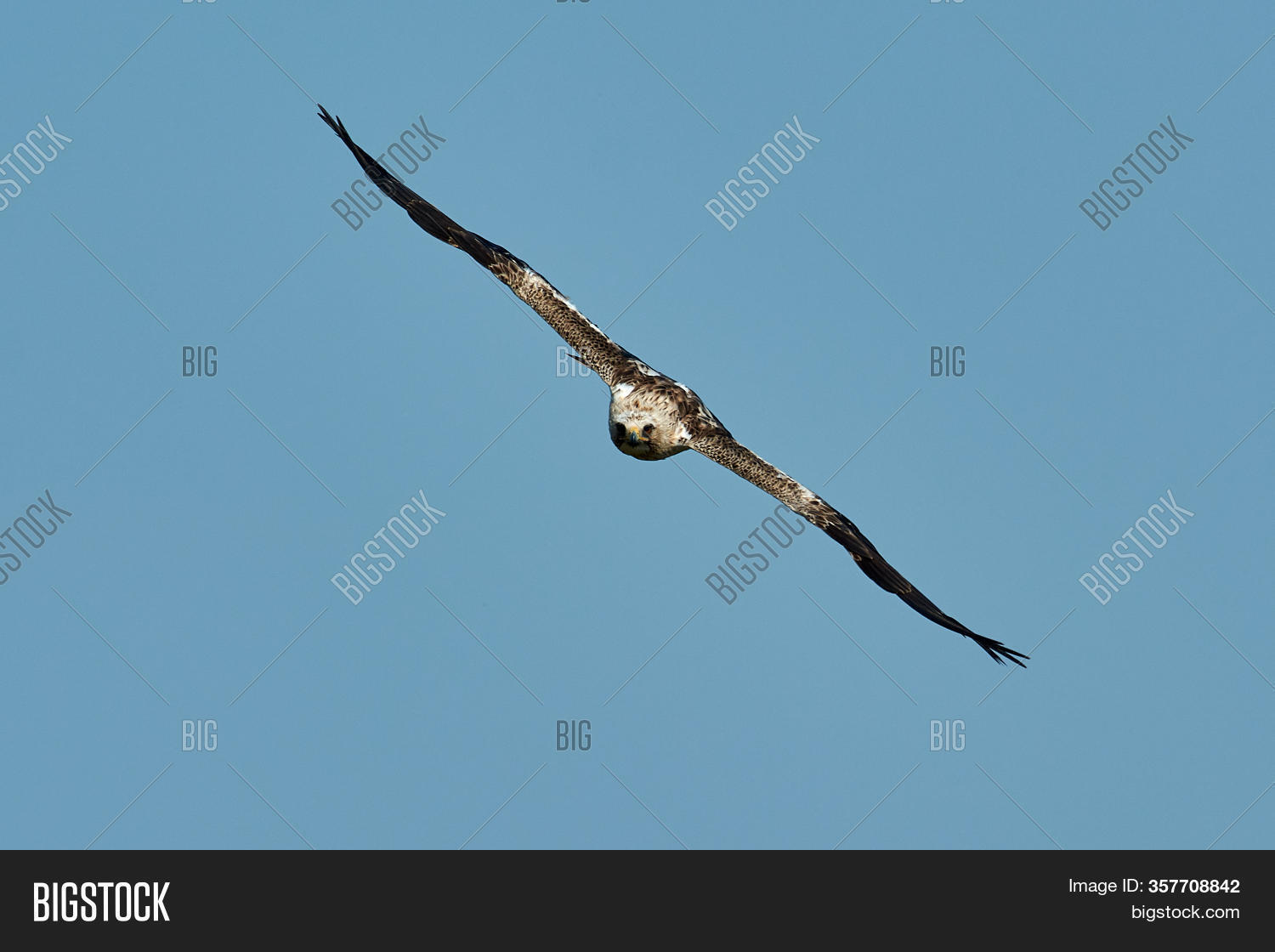 Booted Eagle Flight ( Image & Photo (Free Trial) | Bigstock