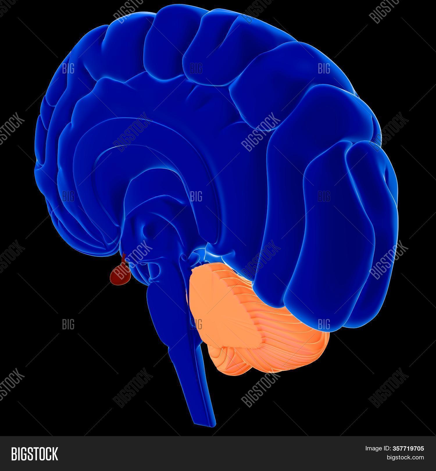 Brain One Largest Most Image & Photo (Free Trial) | Bigstock