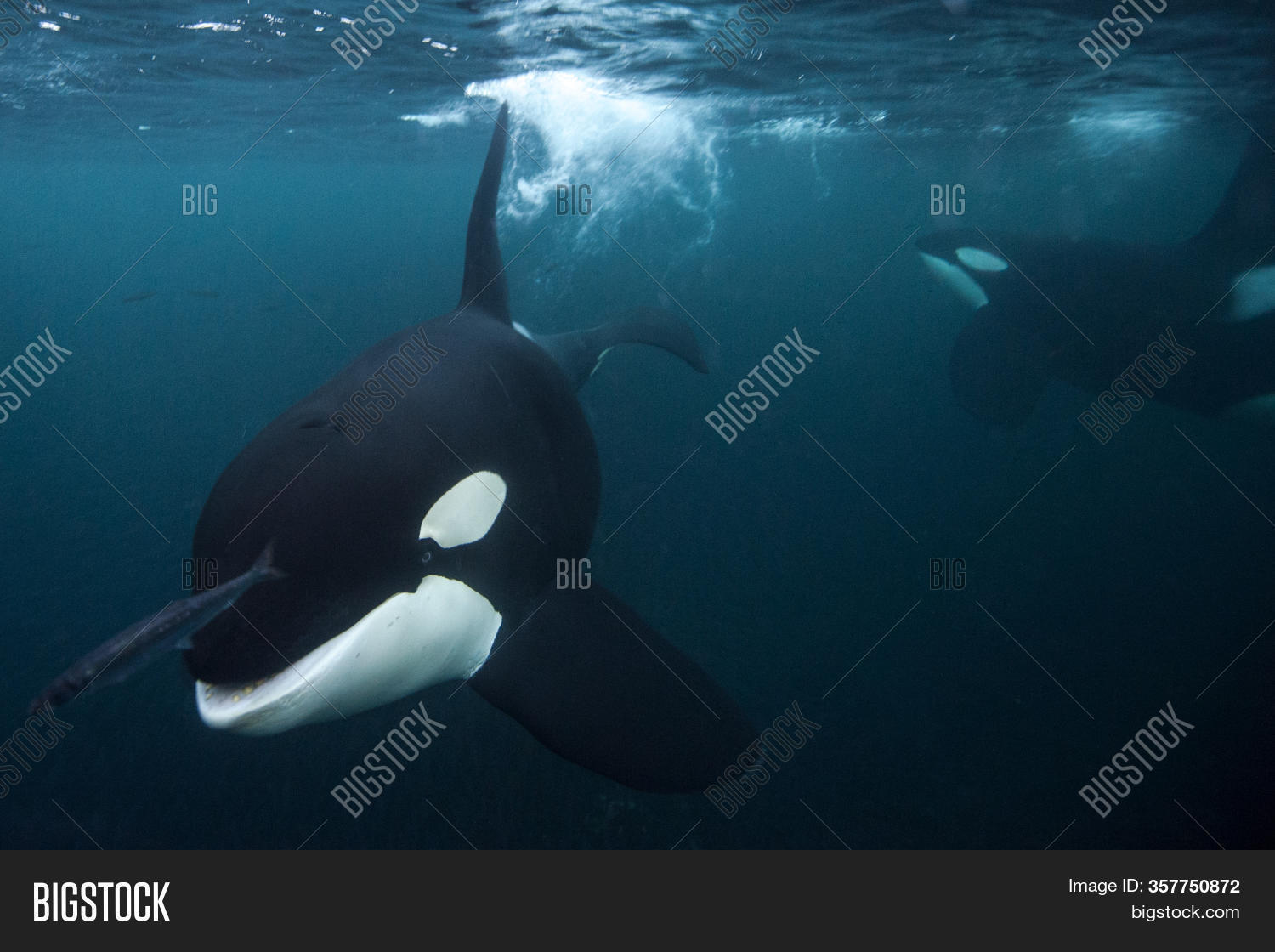 Killer Whale Chasing Image & Photo (Free Trial) | Bigstock