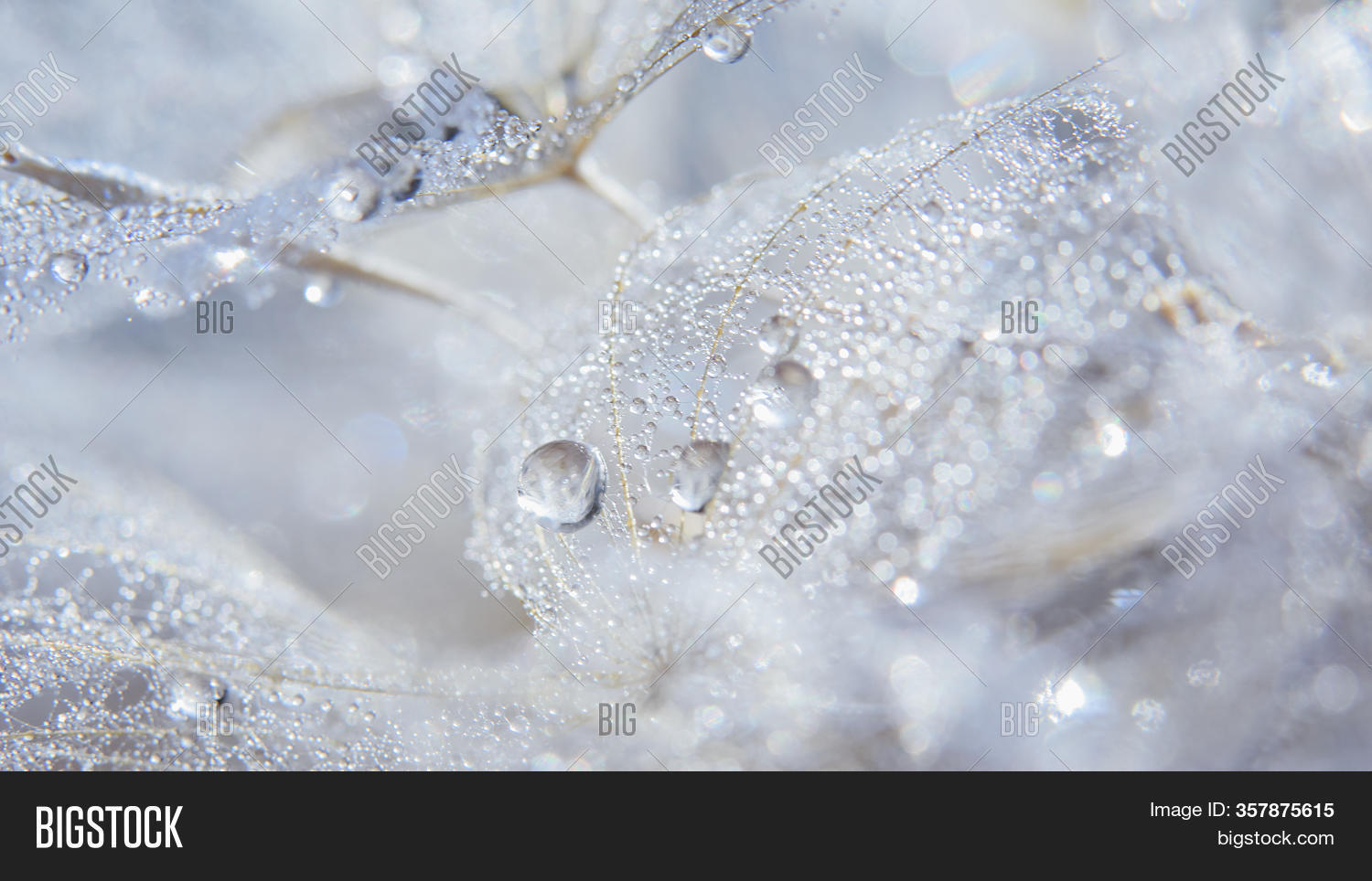 Beautiful Dew Drops On Image & Photo (Free Trial) | Bigstock