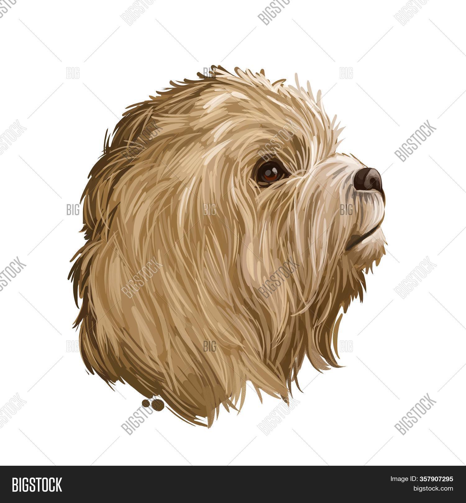 Cavachon Digital Art Image & Photo (Free Trial) | Bigstock
