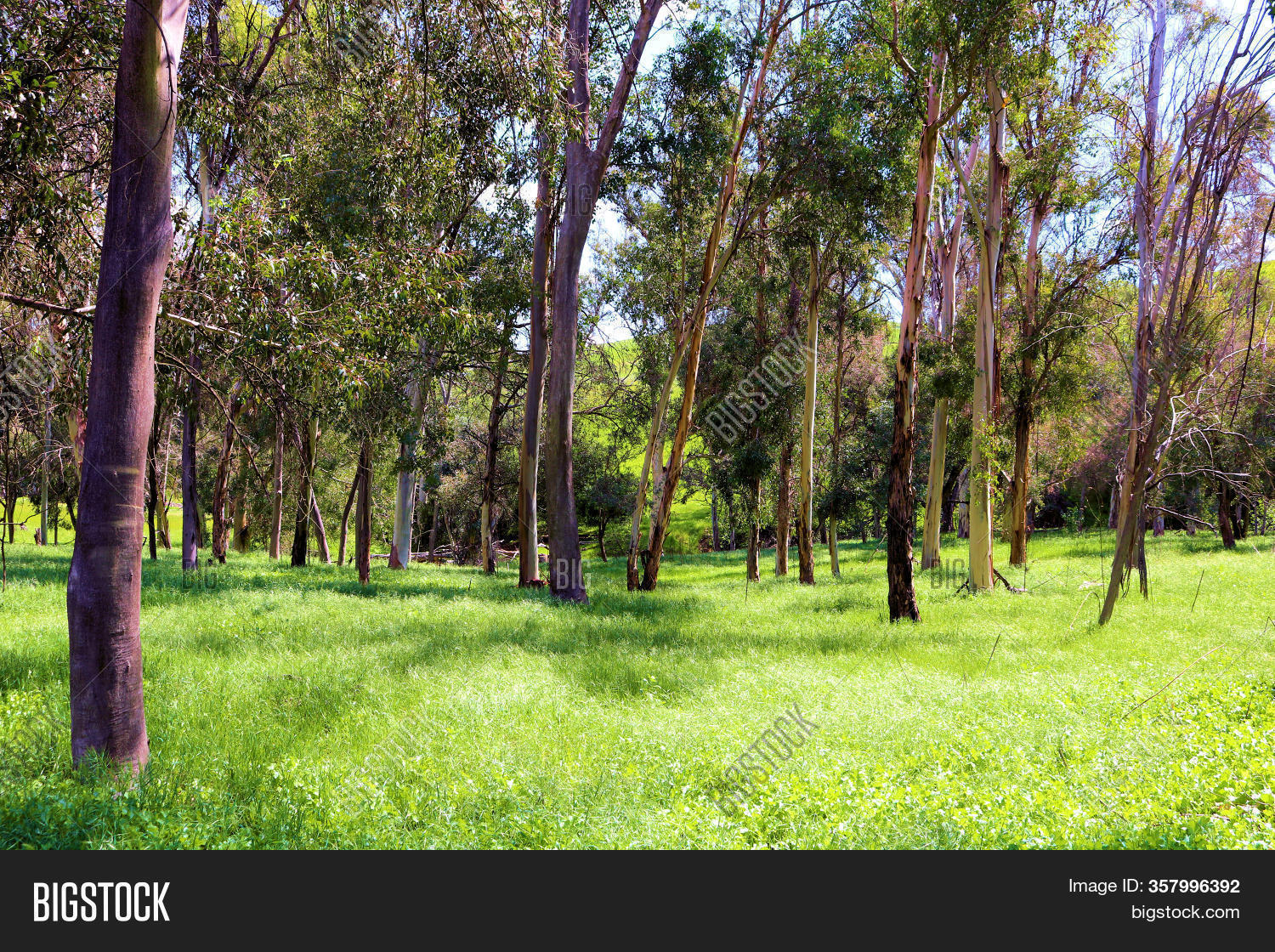 Lush Green Meadow Image & Photo (Free Trial) | Bigstock