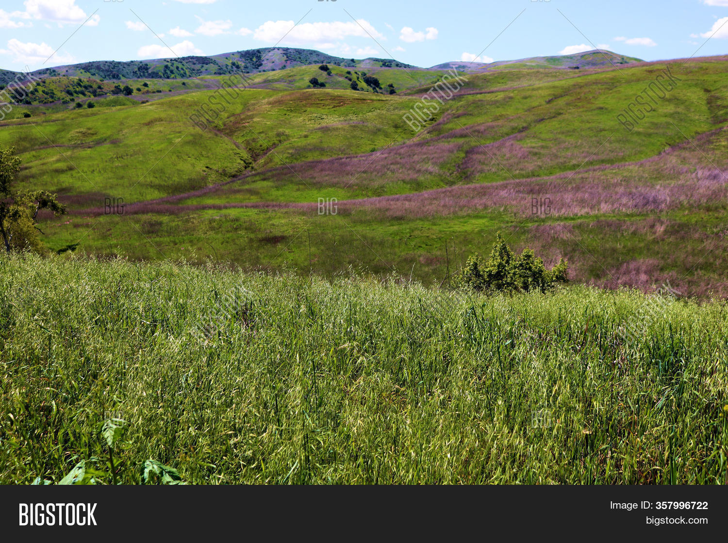 Lush Green Grasslands Image & Photo (Free Trial) | Bigstock