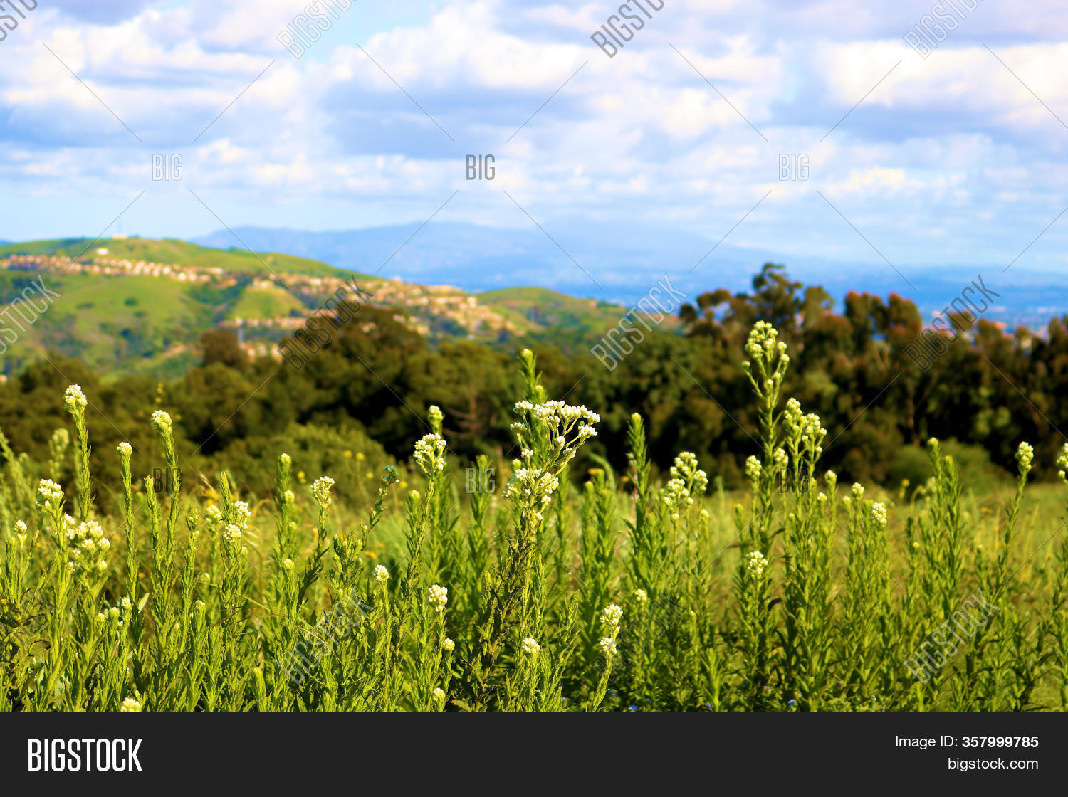Spring Wildflowers On Image & Photo (Free Trial) | Bigstock