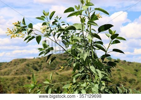Chaparral Plants Image & Photo (Free Trial) | Bigstock
