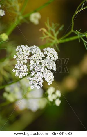 Cumin Plant Garden. Image & Photo (Free Trial) | Bigstock