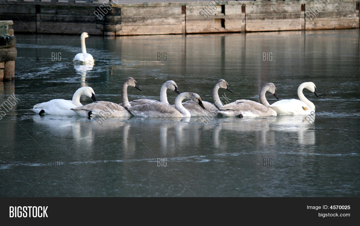 Line Swans Image & Photo (Free Trial) | Bigstock