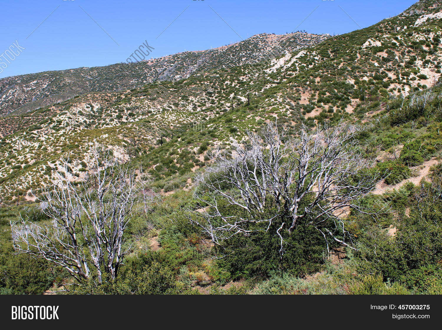 Burnt Chaparral Plants Image & Photo (Free Trial) | Bigstock