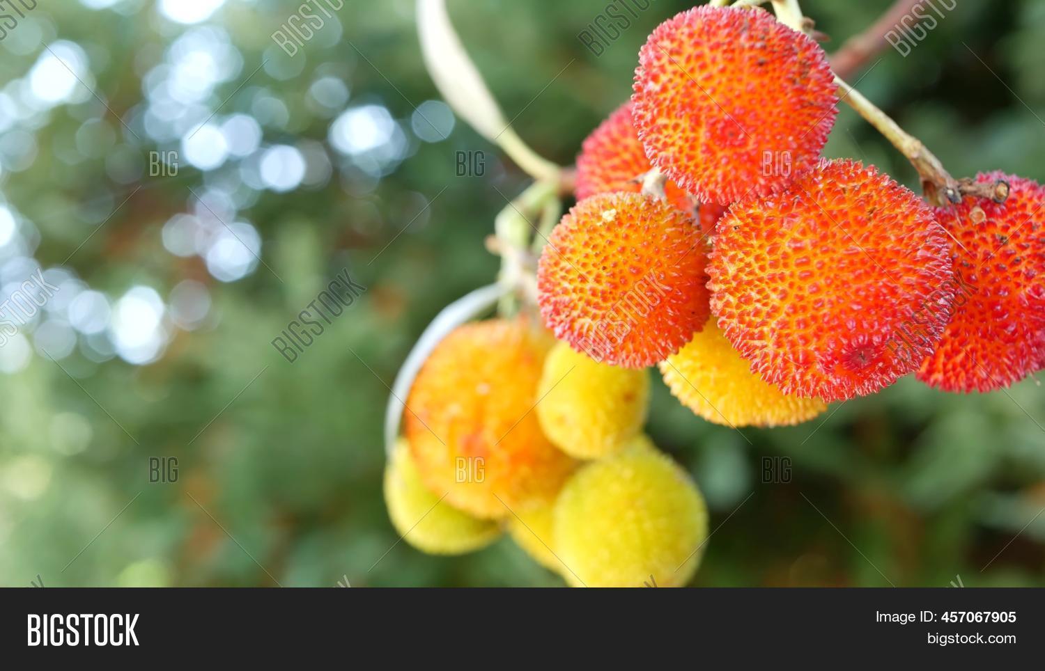 Strawberry Tree Shrub Image & Photo (Free Trial) | Bigstock