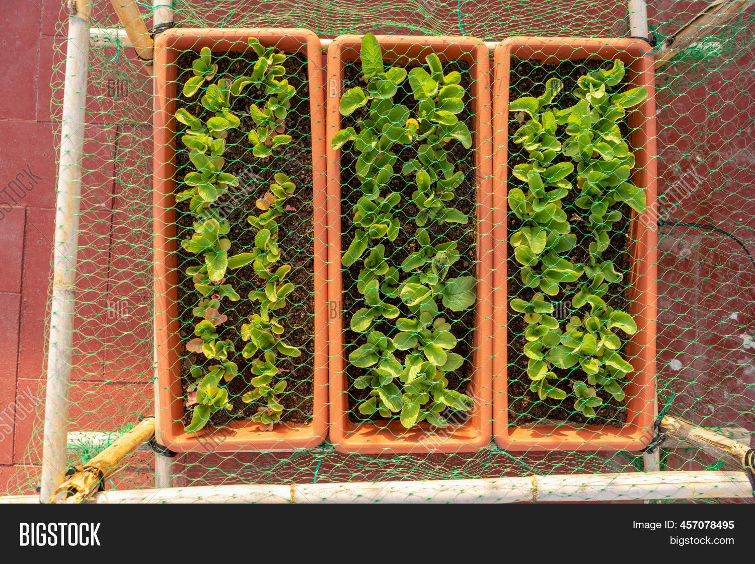 Top View Radish Crop Image & Photo (Free Trial) | Bigstock