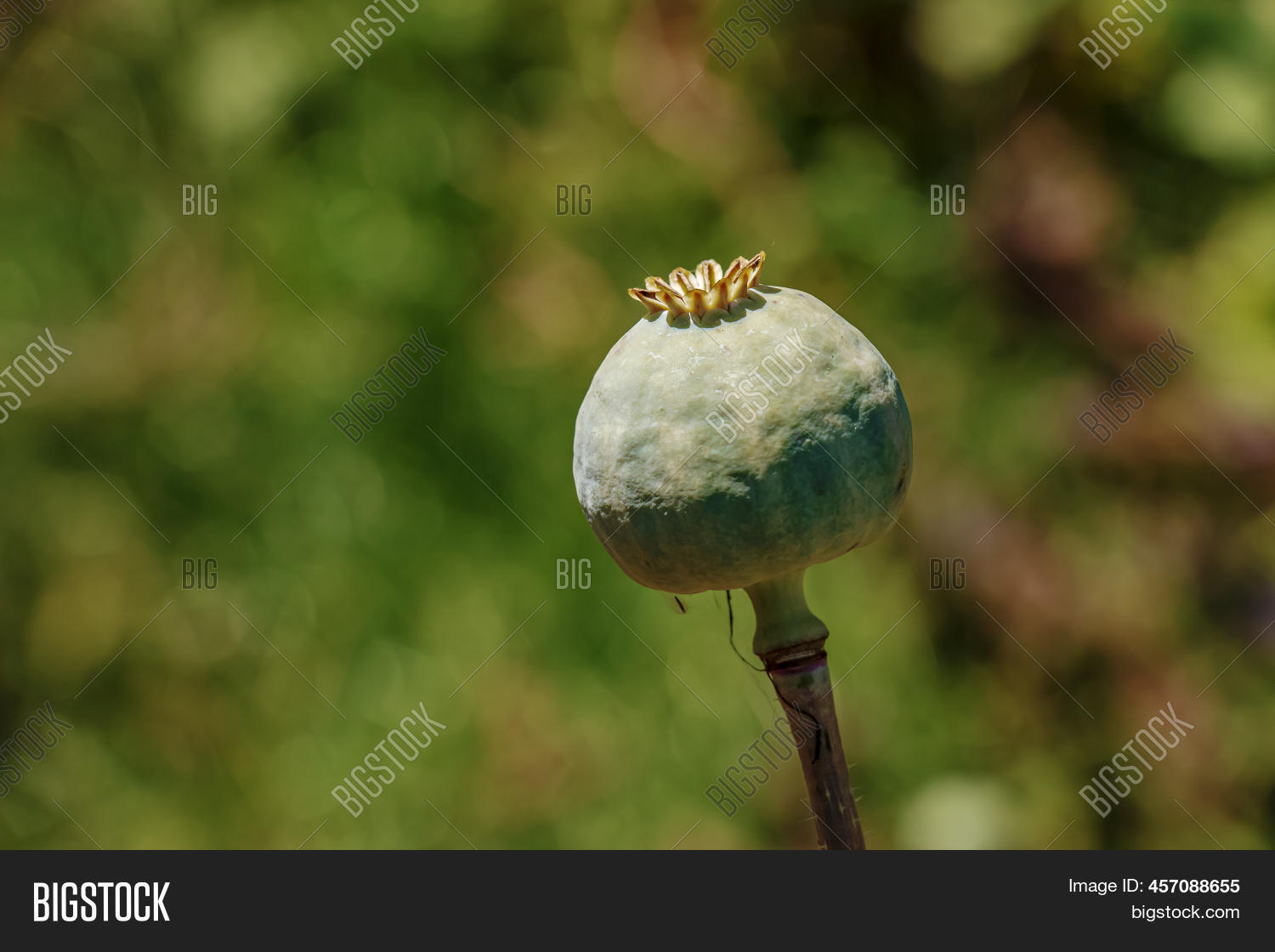 Achene Seeds Maturing Image & Photo (Free Trial) | Bigstock